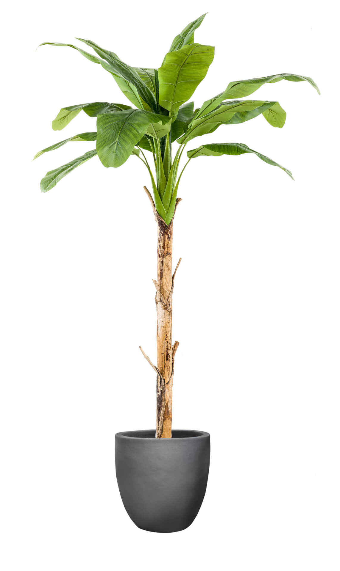 Emerald Banana tree in pot - Emerald Eternal Green