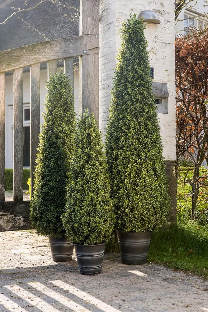 Emerald boxwood pyramid in pot - Emerald Eternal Green