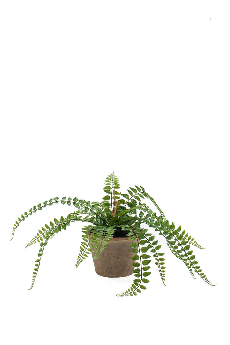Emerald Fern Pallaea in pot - Emerald Eternal Green
