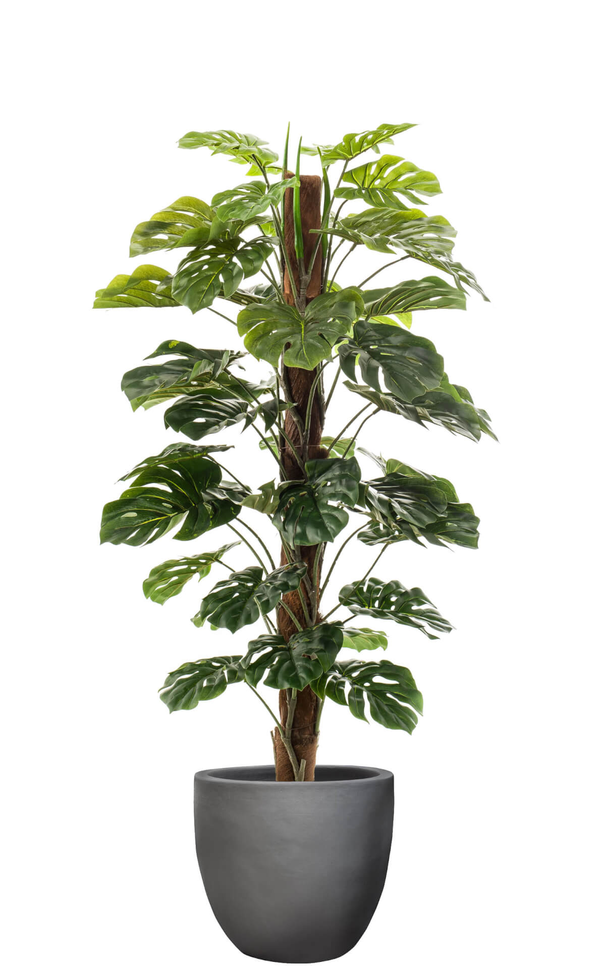 Emerald Monstera op paal in pot - Emerald Eternal Green
