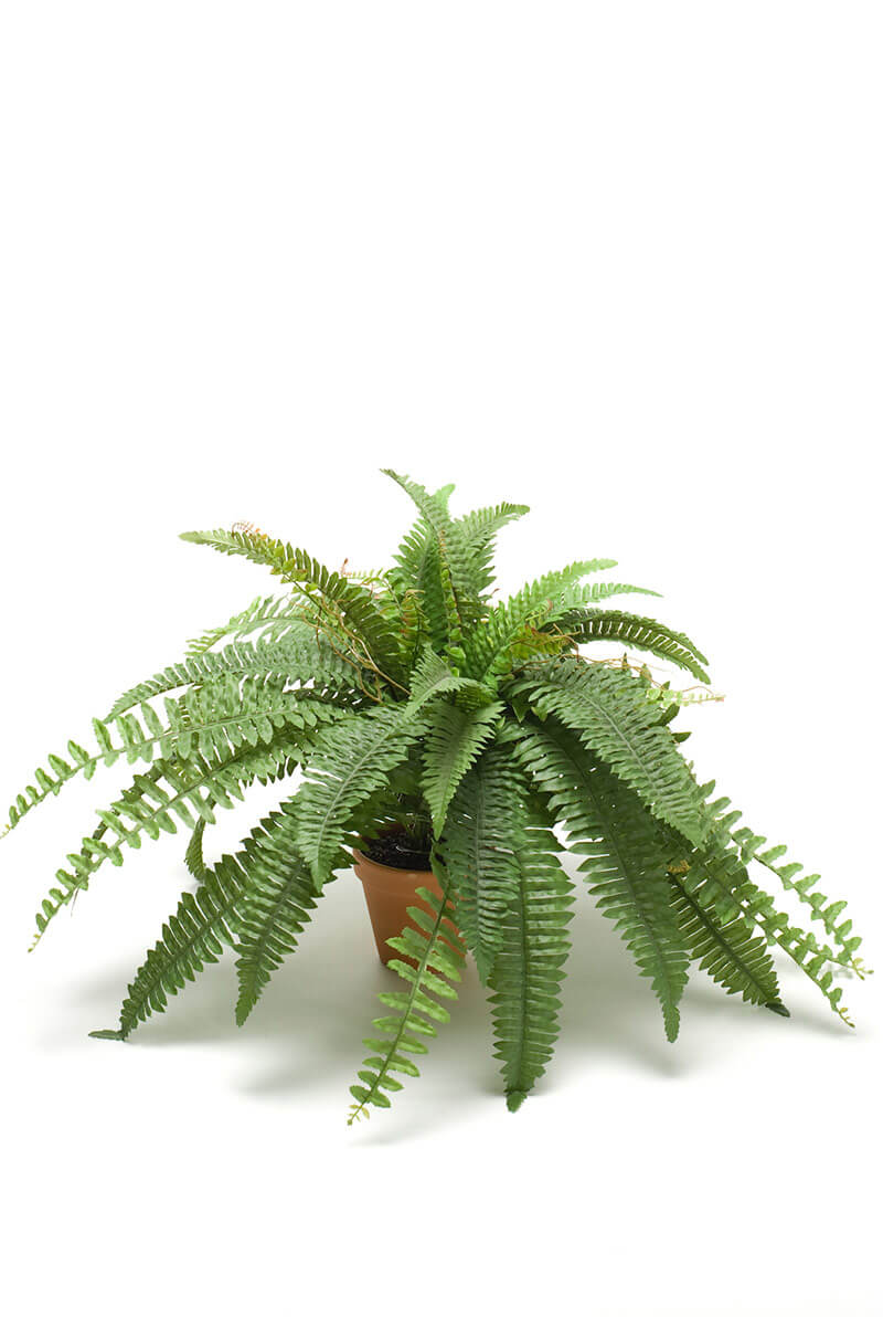 Emerald Varen Boston in pot - Emerald Eternal Green