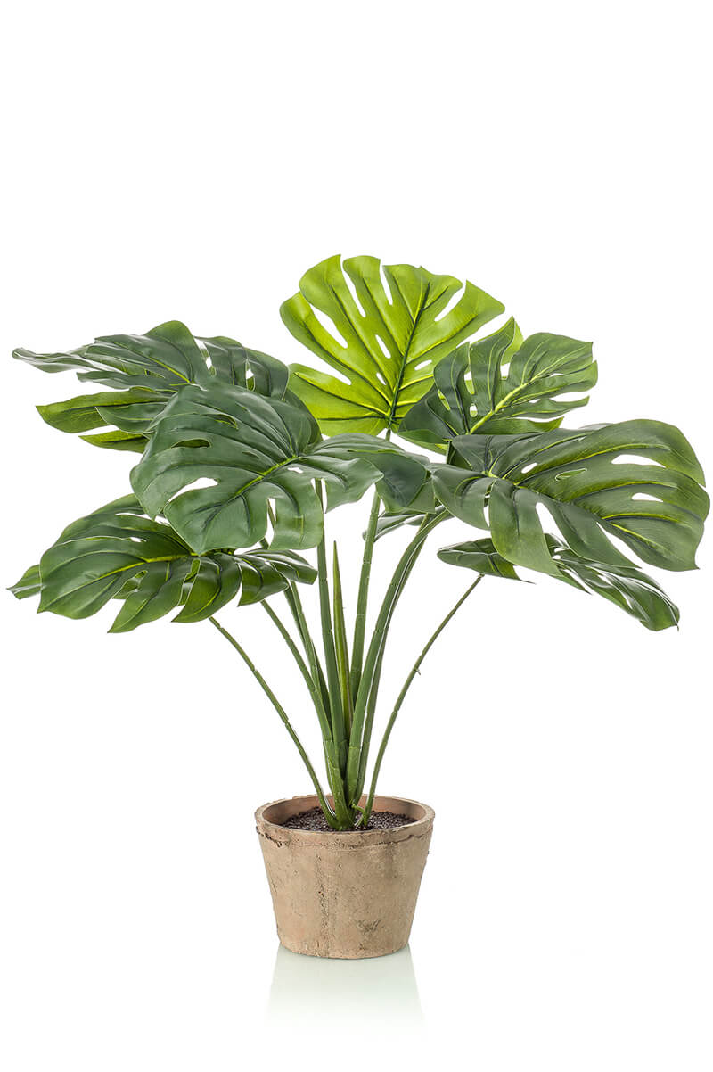 Emerald Monstera in pot - Emerald Eternal Green