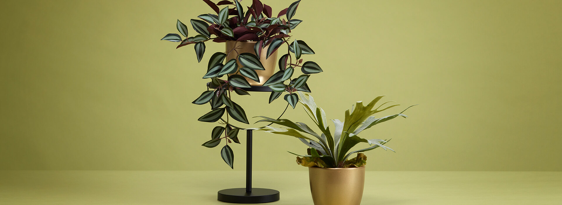 Portfolio - Emerald Eternal Green