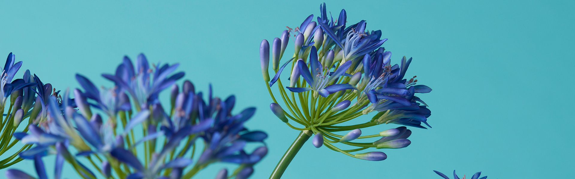 Portfolio - Emerald Eternal Green